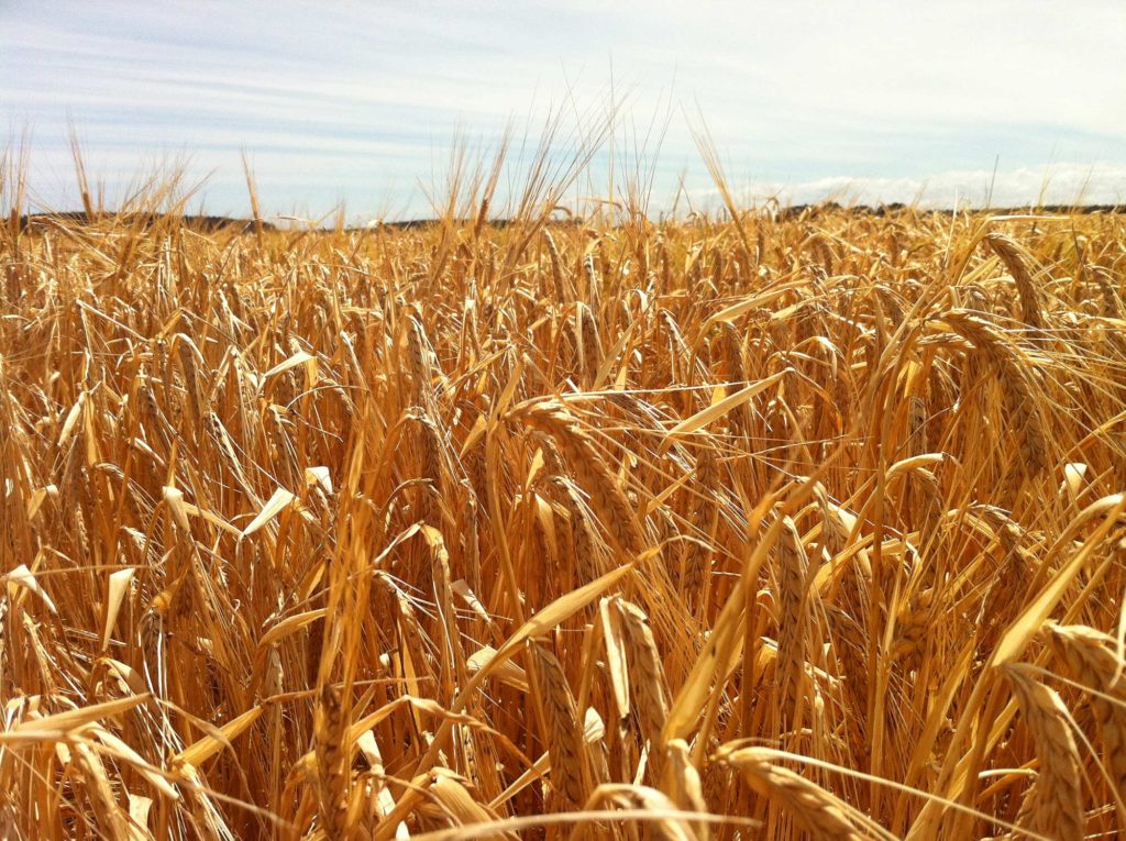 Intergrain NZ Ltd